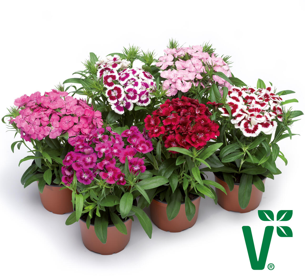Hvozdík vousatý 'Diabunda Mix' - Dianthus barbatus 'Diabunda Mix ...