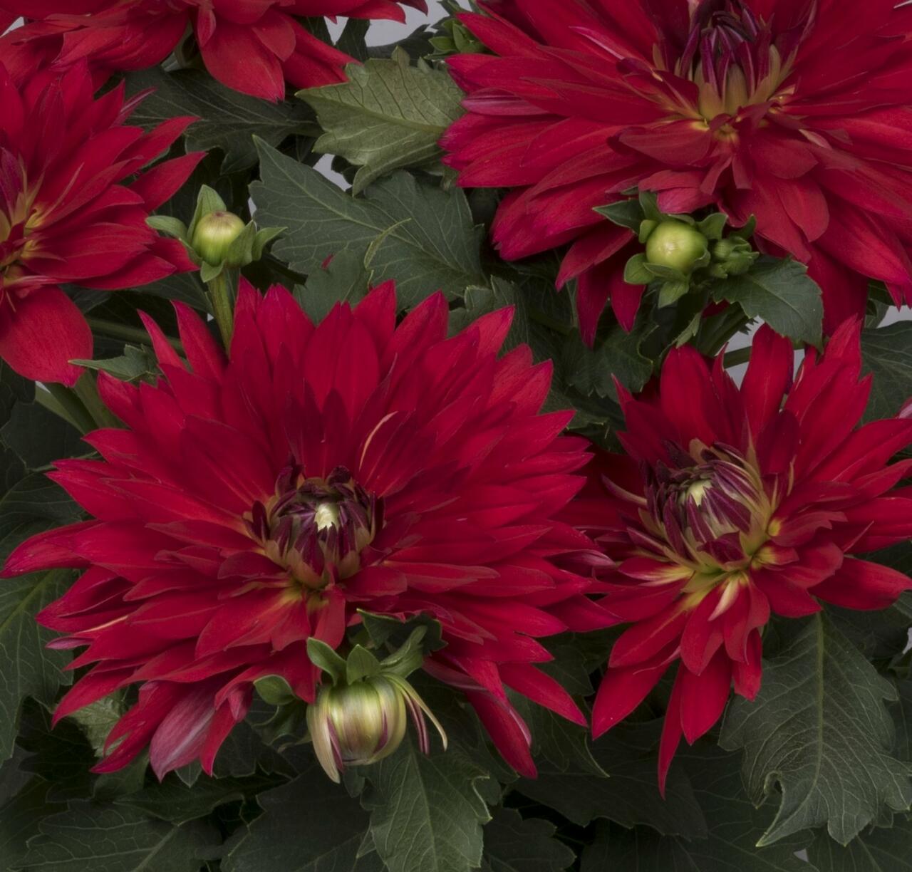 Jiřina XXL 'Ruby Red' - Dahlia XXL 'Ruby Red' | Zahradnictví FLOS