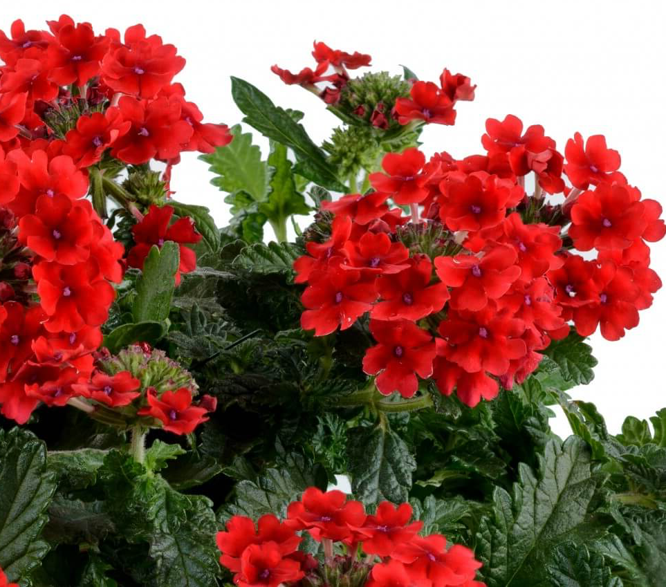 Sporýš 'Vanessa Red' - Verbena hybrida 'Vanessa Red' | Zahradnictví FLOS