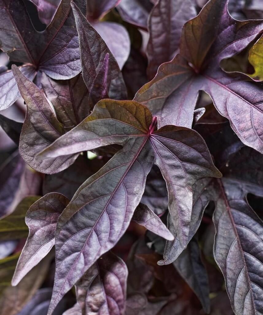 Povíjnice batátová 'Papas Deep Purple' - Ipomoea batatas 'Papas Deep ...