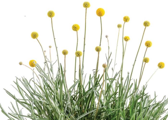 Craspedia globosa 'Golf Beauty' | Zahradnictví FLOS