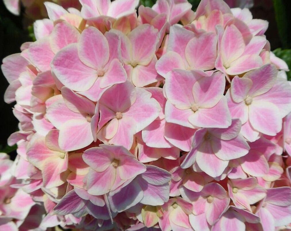 Hortenzie velkolistá 'You & Me Peppermint' - Hydrangea macrophylla 'You ...