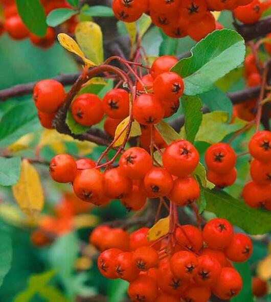 Hlohyně šarlatová 'Red Cushion' - Pyracantha coccinea 'Red Cushion ...
