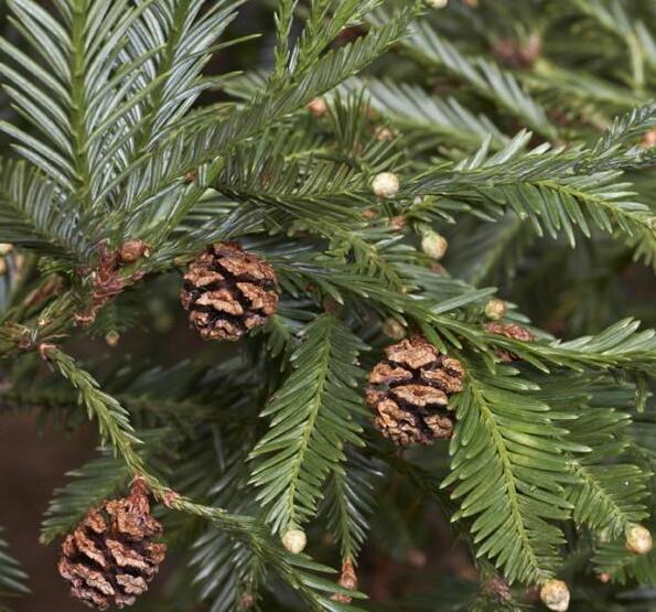 Sekvoje vždyzelená - Sequoia sempervirens | Zahradnictví FLOS