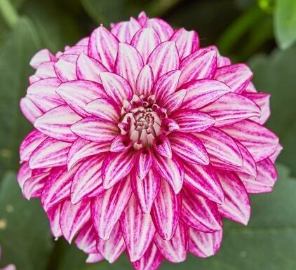 Jiřina 'Lubega Power Cherry Stripes' - Dahlia 'Lubega Power Cherry ...
