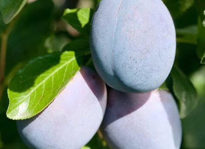 Švestka pozdní 'Haganta'® - Prunus domestica 'Haganta'® | Zahradnictví FLOS