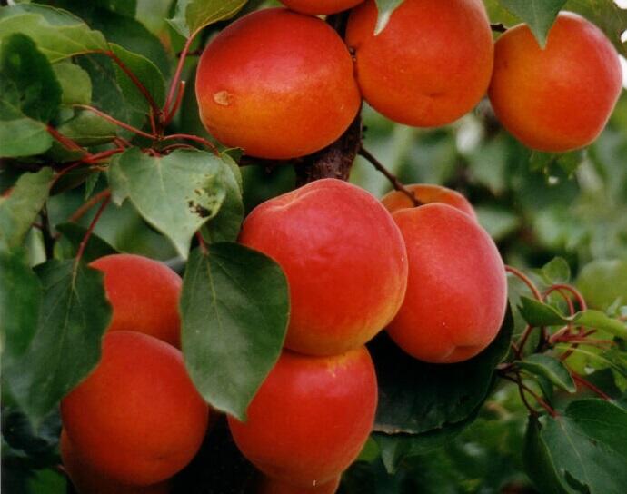 Meruňka pozdní 'Kioto' - Prunus armeniaca 'Kioto' | Zahradnictví FLOS