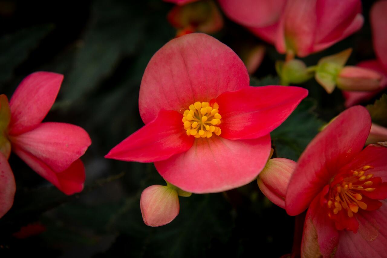Begónie 'I'conia First Kiss Hot Pink' - Begonia 'I'conia First Kiss Hot ...