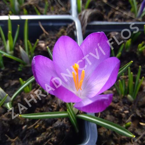 Krokus, šafrán Tommasiniho 'Ruby Giant' - Crocus tommasinianus 'Ruby ...