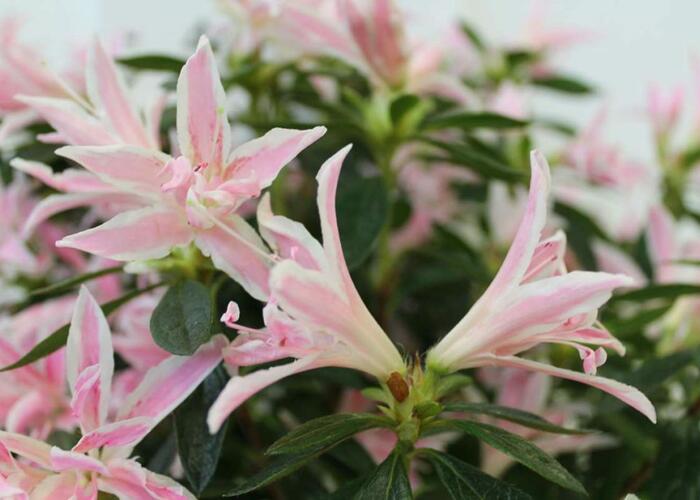 Azalka japonská 'Pink Spider' - Azalea japonica 'Pink Spider ...