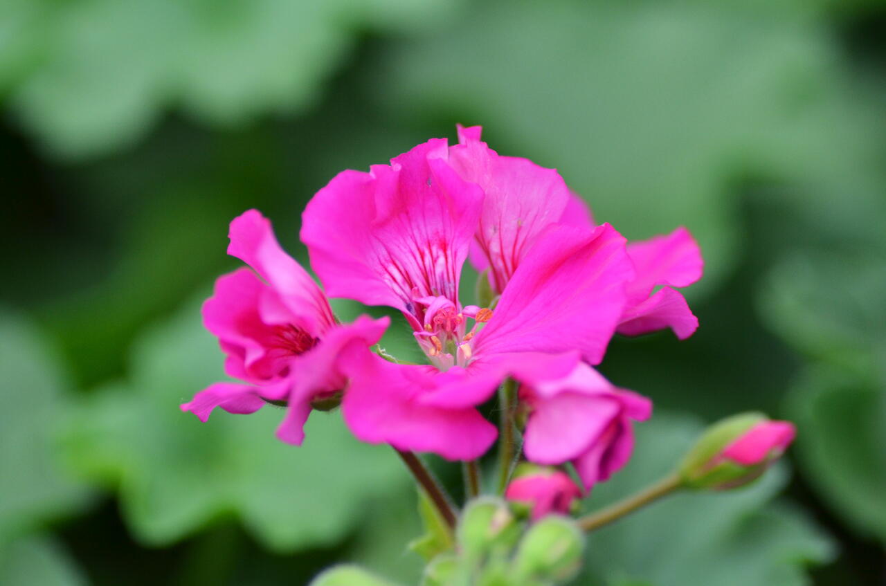 Muškát, pelargonie půdopokryvná plnokvětá 'Calliope Lavender Rose ...