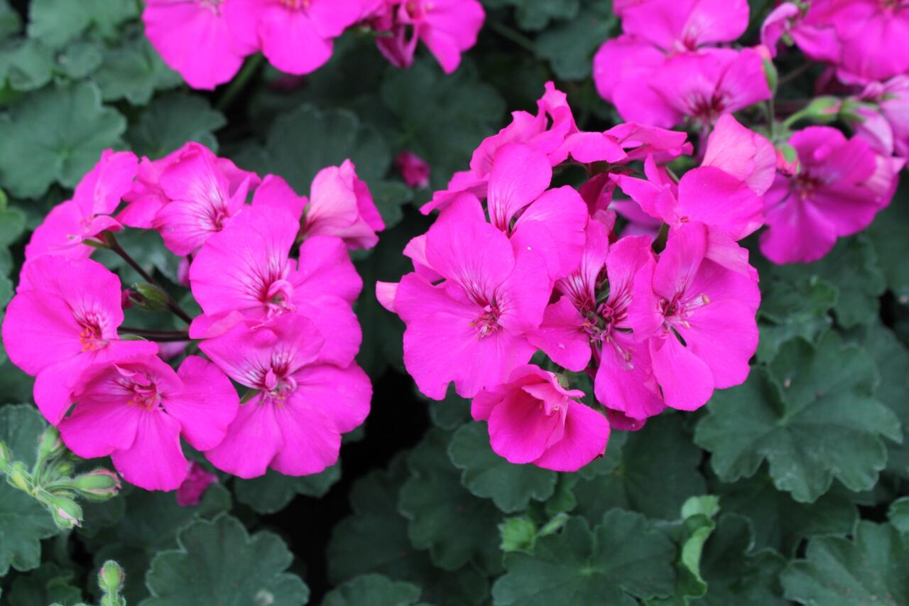Muškát, pelargonie půdopokryvná plnokvětá 'Calliope Lavender Rose ...