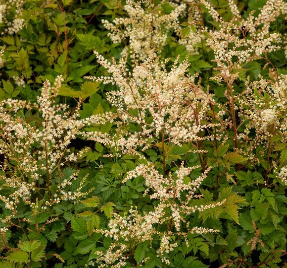 Udatny | Zahradnictví FLOS