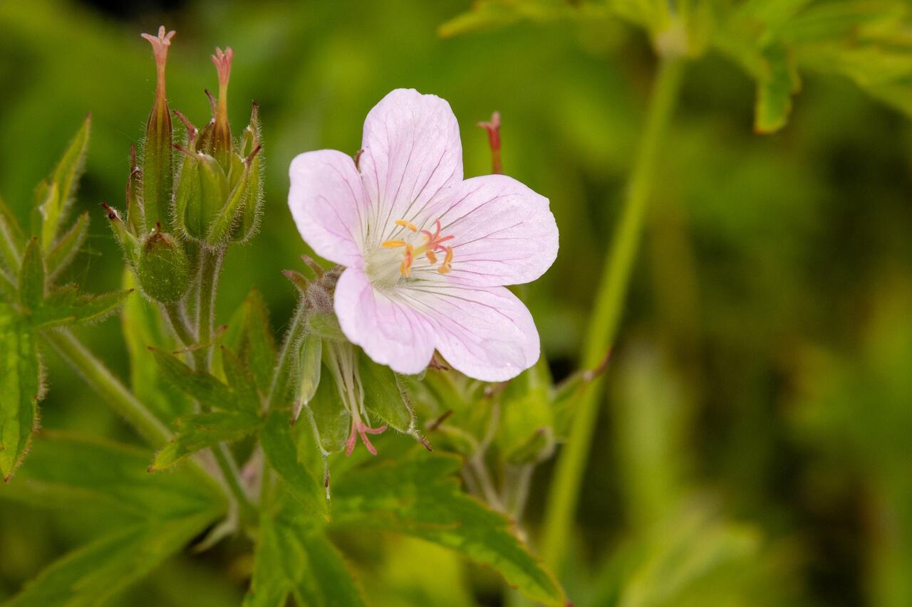 Kakost lesní 'Roseum' - Geranium sylvaticum 'Roseum' | Zahradnictví FLOS