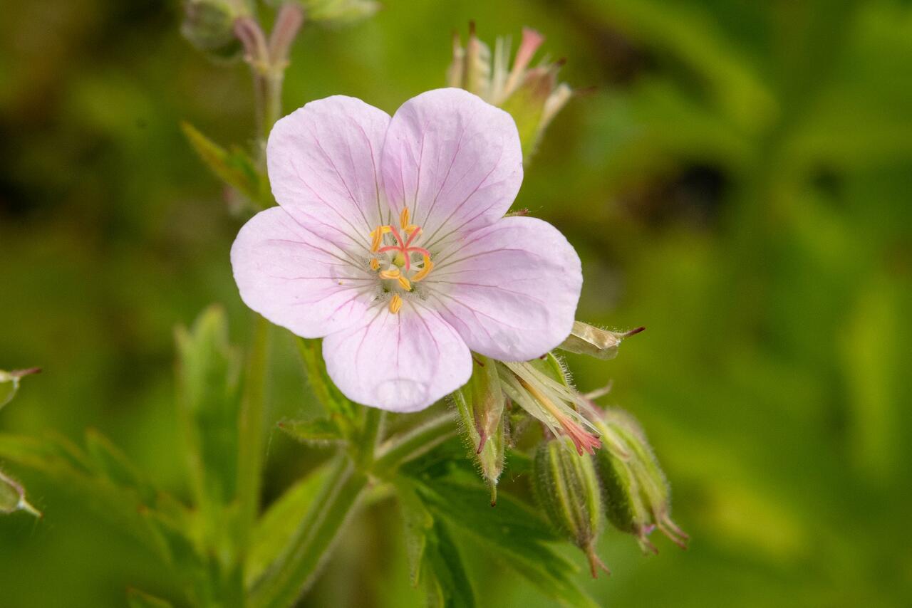Kakost lesní 'Roseum' - Geranium sylvaticum 'Roseum' | Zahradnictví FLOS