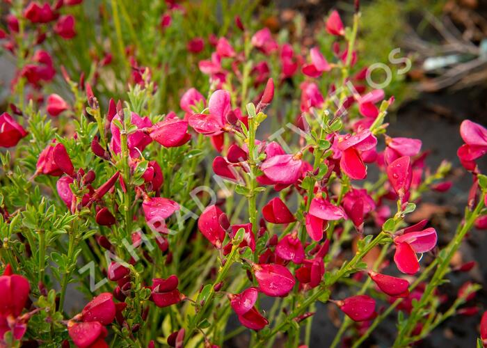 Čilimník 'Boskoop Ruby' - Cytisus 'Boskoop Ruby' | Zahradnictví FLOS