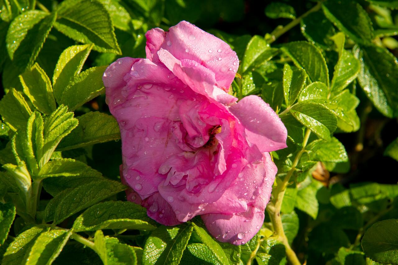 Růže svraskalá 'Rosa Zwerg' - Rosa rugosa 'Rosa Zwerg' | Zahradnictví FLOS