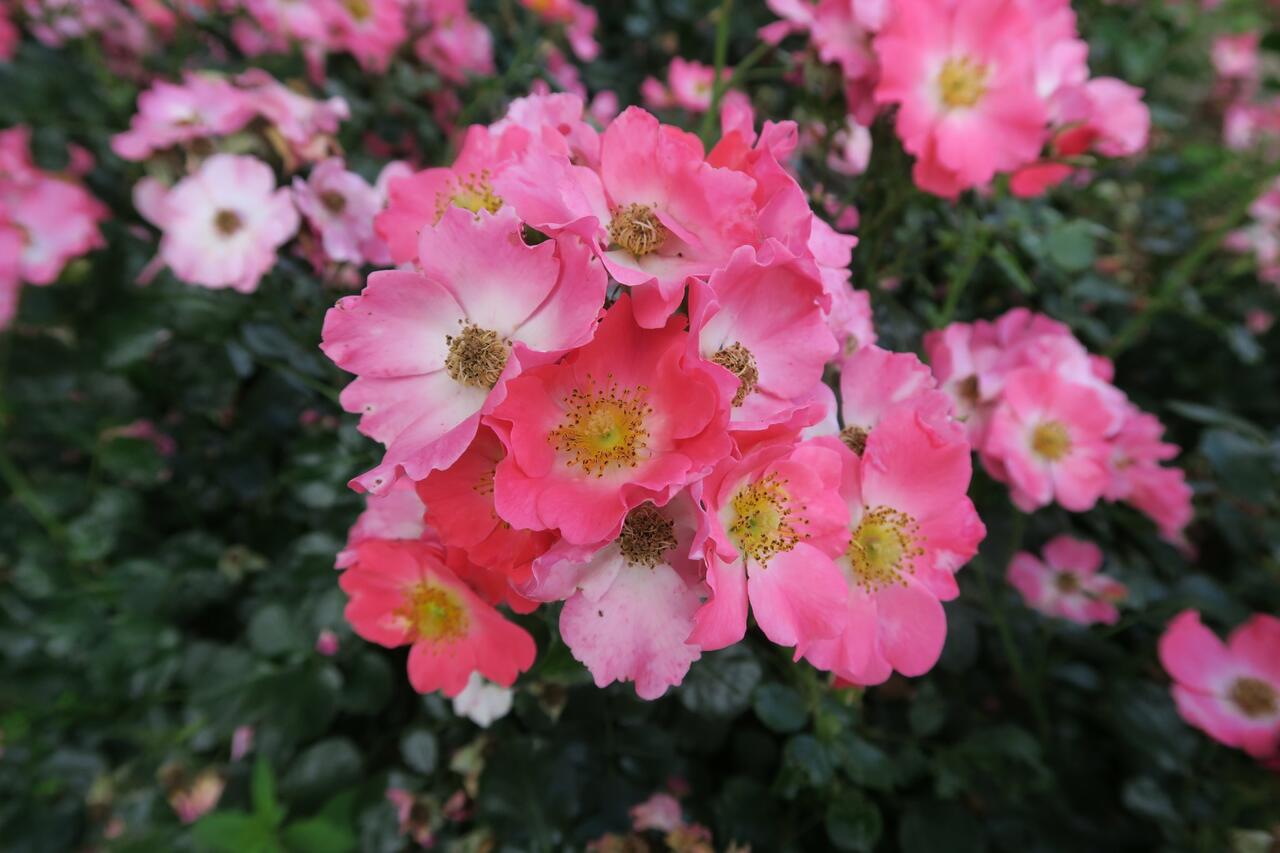 Růže mnohokvětá Meilland 'Pink Meidiland' - Rosa MK 'Pink Meidiland ...