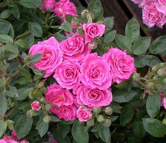 Mini růže | Zahradnictví FLOS