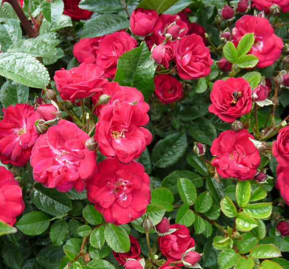 Mini růže | Zahradnictví FLOS