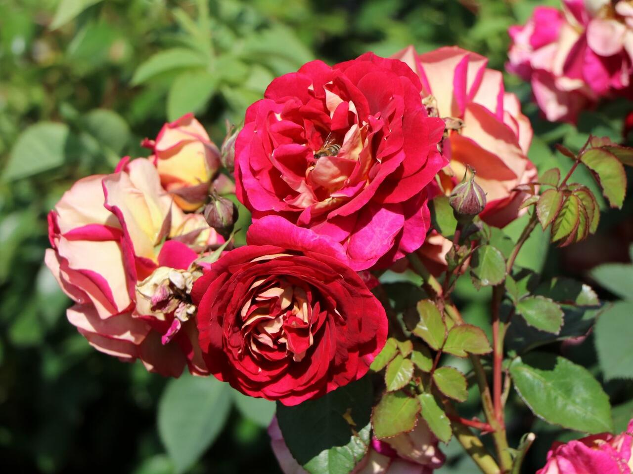 Růže mnohokvětá Kordes 'Die Sehenswerte' - Rosa MK 'Die Sehenswerte ...