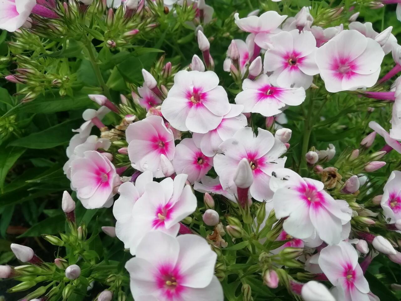 Plamenka latnatá 'Flame Pro Soft Pink' - Phlox paniculata 'Flame Pro ...