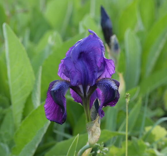 Kosatce | Zahradnictví FLOS