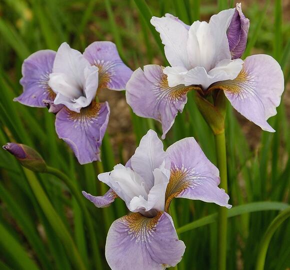 Kosatce | Zahradnictví FLOS