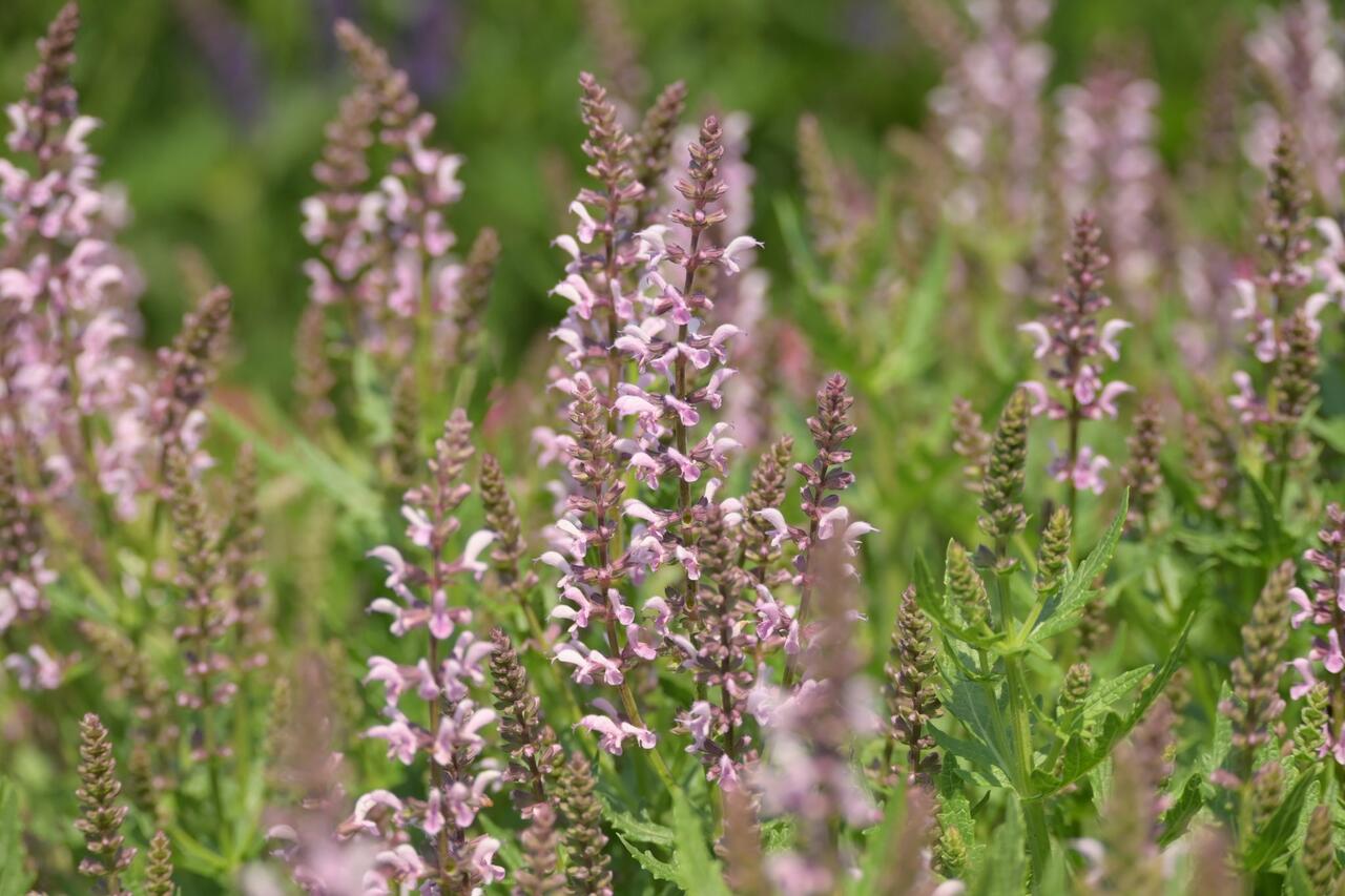 Šalvěj 'Feathers Flamingo' - Salvia 'Feathers Flamingo' | Zahradnictví FLOS