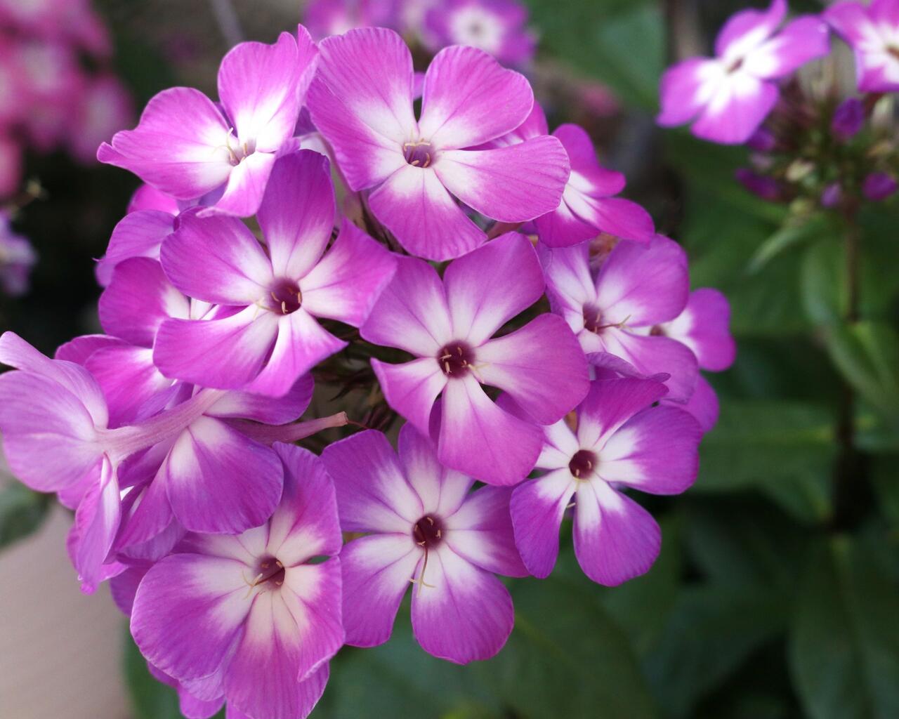 Plamenka latnatá 'Flame Pro Purple' - Phlox paniculata 'Flame Pro ...
