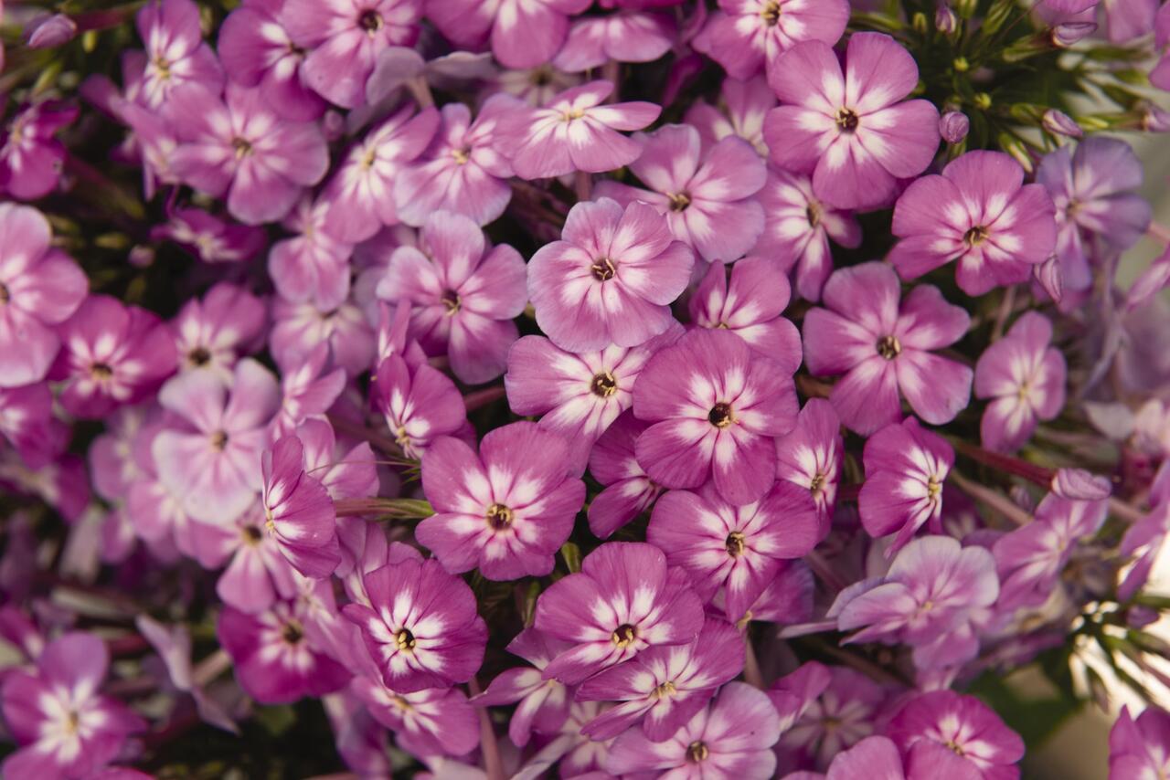 Plamenka latnatá 'Flame Pro Violet Charme' - Phlox paniculata 'Flame ...