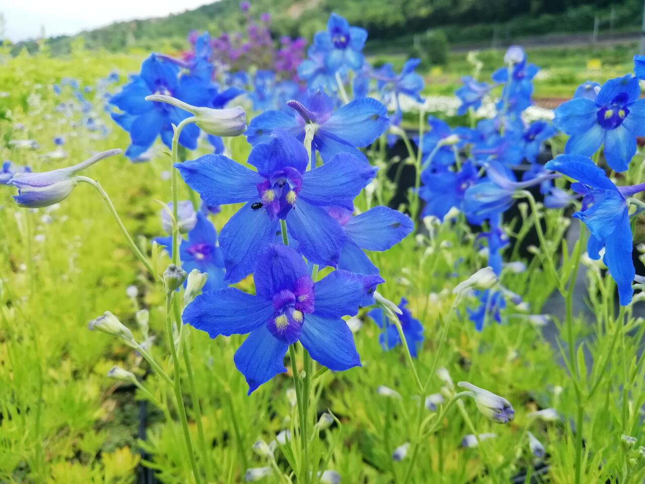 Ostrožka 'Hunky Dory Blue' - Delphinium hybridum 'Hunky Dory Blue ...