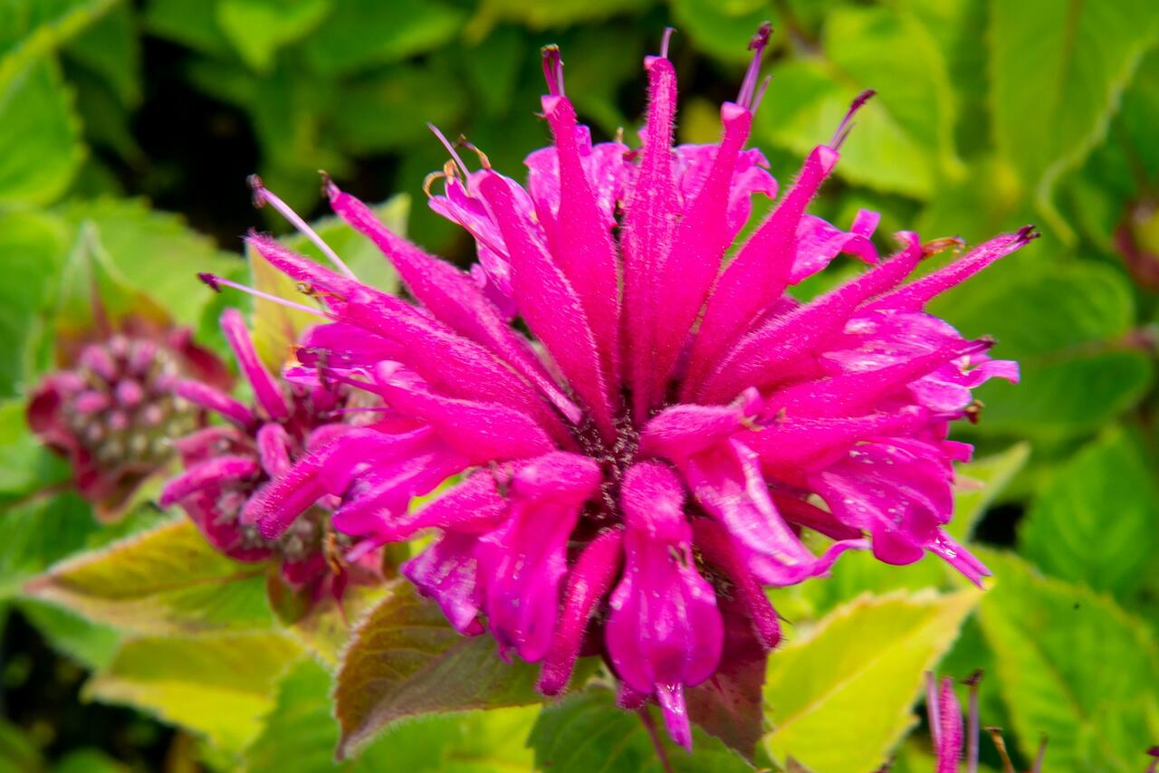 Zavinutka podvojná 'Melua Violet' - Monarda didyma 'Melua Violet ...
