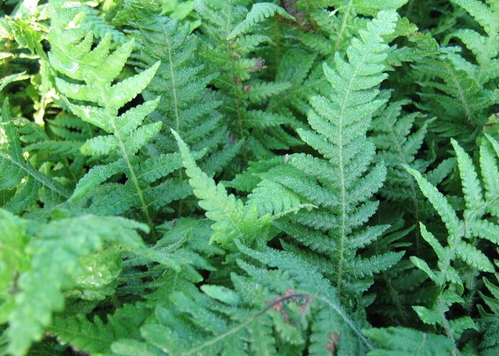 - Thelypteris decursive-pinnata | Zahradnictví FLOS