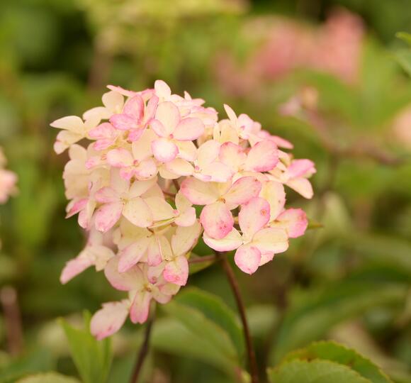 Hortenzie | Zahradnictví FLOS