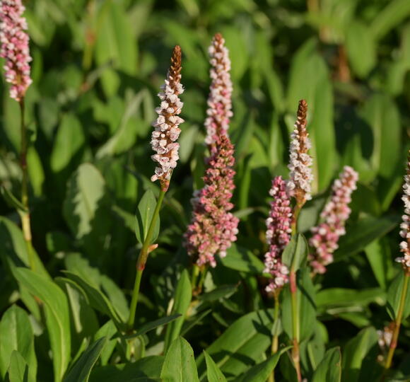 Rdesno hlavaté 'Caramel Candy' - Polygonum capitatum 'Caramel Candy ...