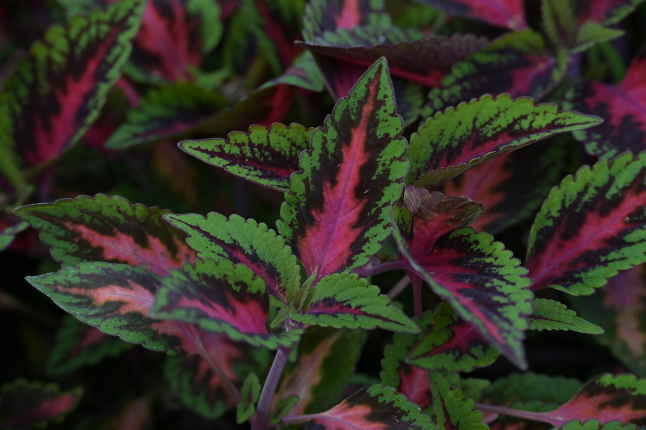 Pochvatec, Pokojová kopřiva 'Ruby Road' - Coleus blumei 'Ruby Road ...