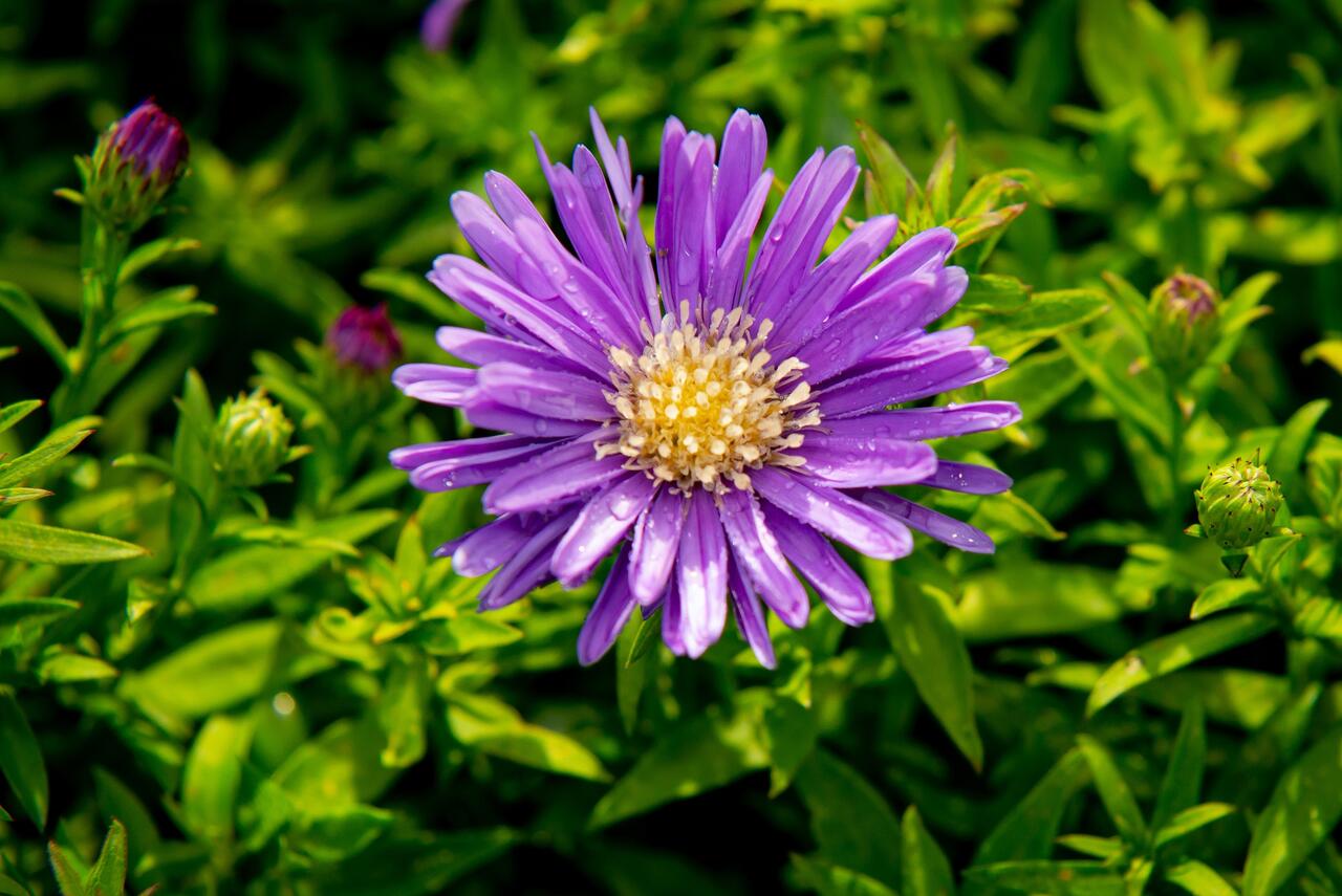 Hvězdnice keříčkovitá 'Island Samoa' - Aster dumosus 'Island Samoa ...