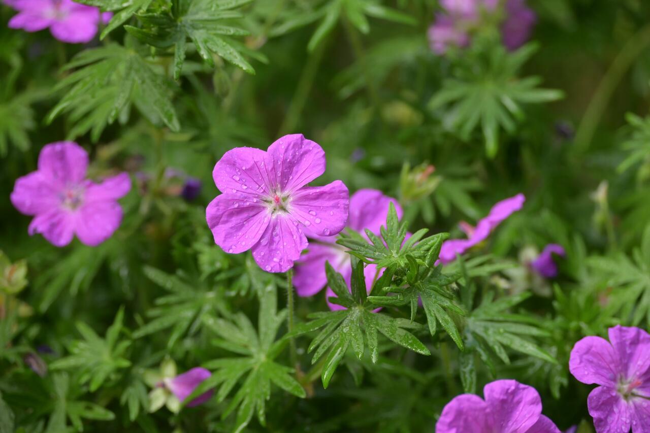 Kakost krvavý 'Vision Violet' - Geranium sanguineum 'Vision Violet ...