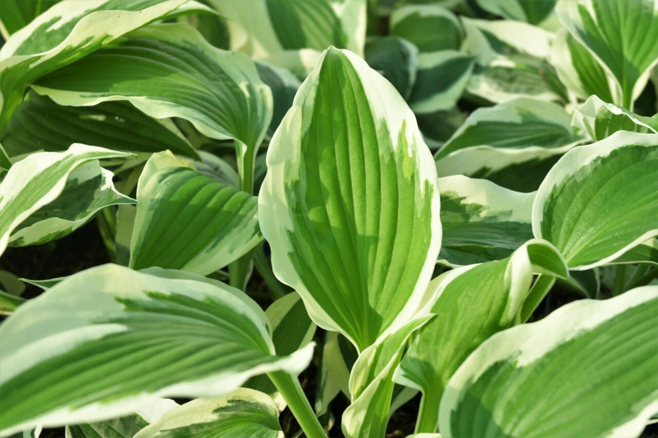 Bohyška 'Variegata F' - Hosta 'Variegata F' | Zahradnictví FLOS