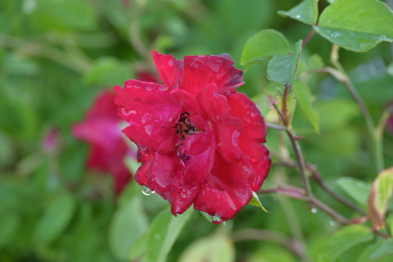 Růže parková 'Champlain' - Rosa S 'Champlain' | Zahradnictví FLOS