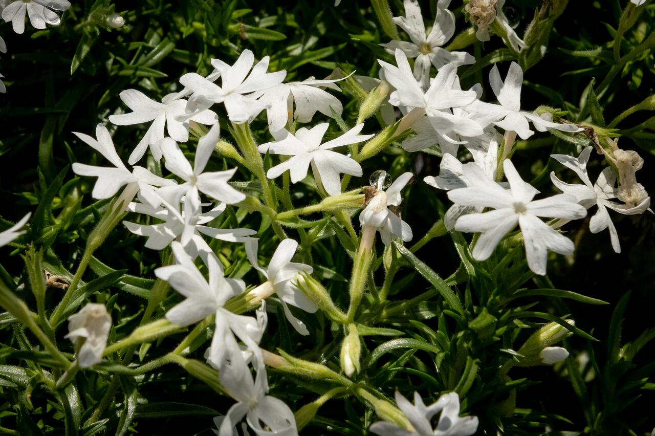 Plamenka šídlovitá 'Snowflake' - Phlox subulata 'Snowflake ...