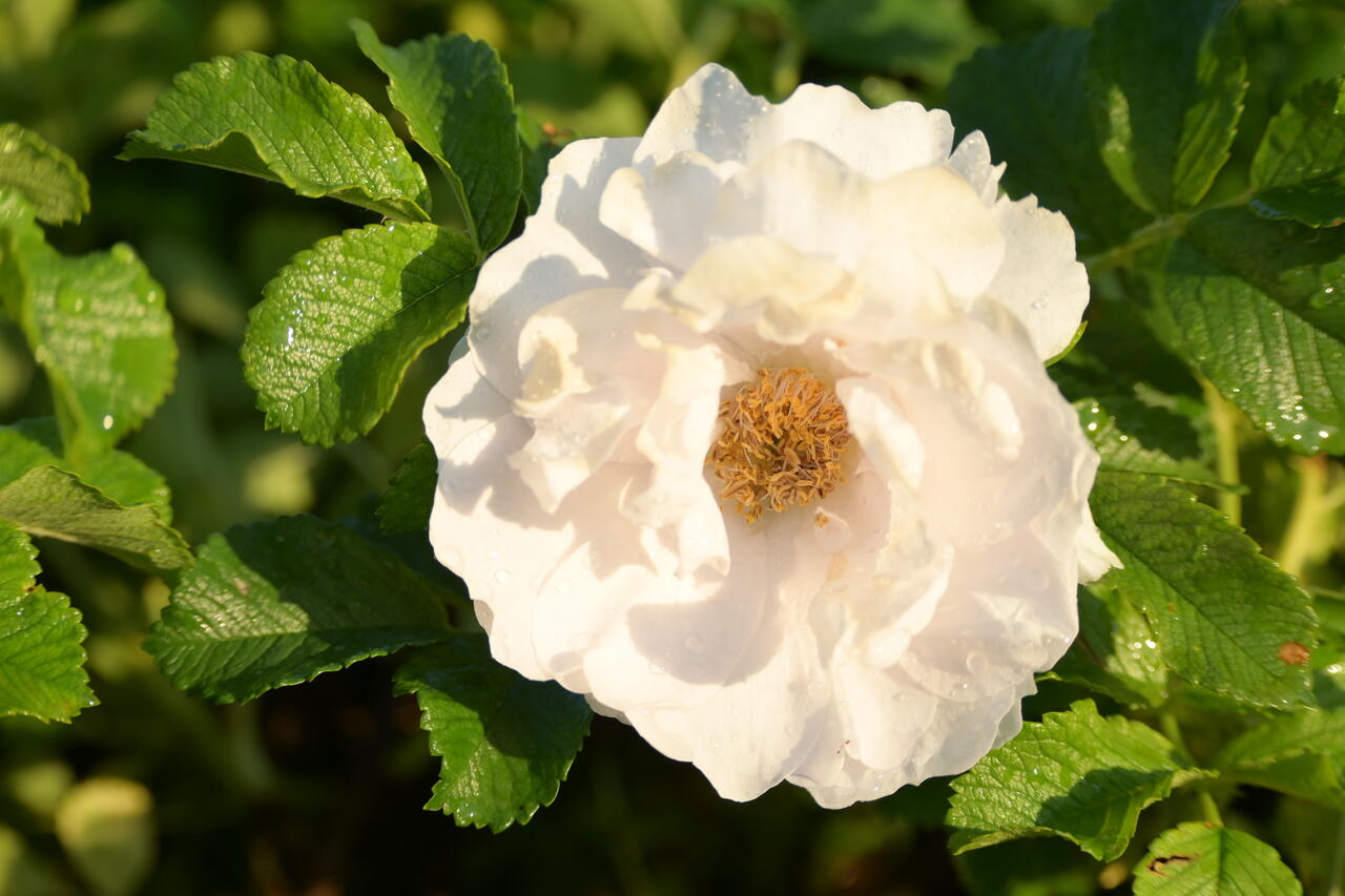 Růže svraskalá 'White Roadrunner' - Rosa rugosa 'White Roadrunner ...