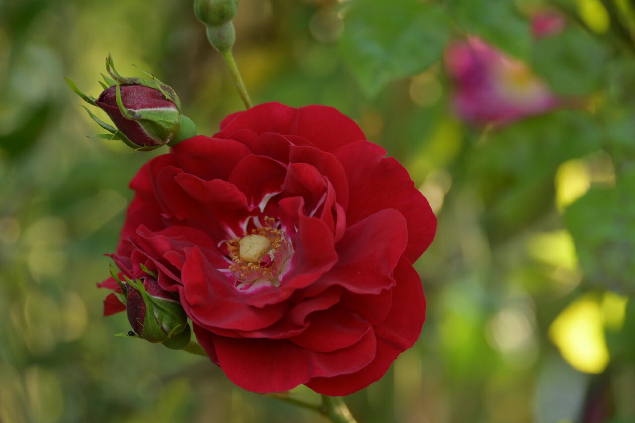 Růže pnoucí Kordes 'Amadeus' - Rosa PN 'Amadeus' | Zahradnictví FLOS