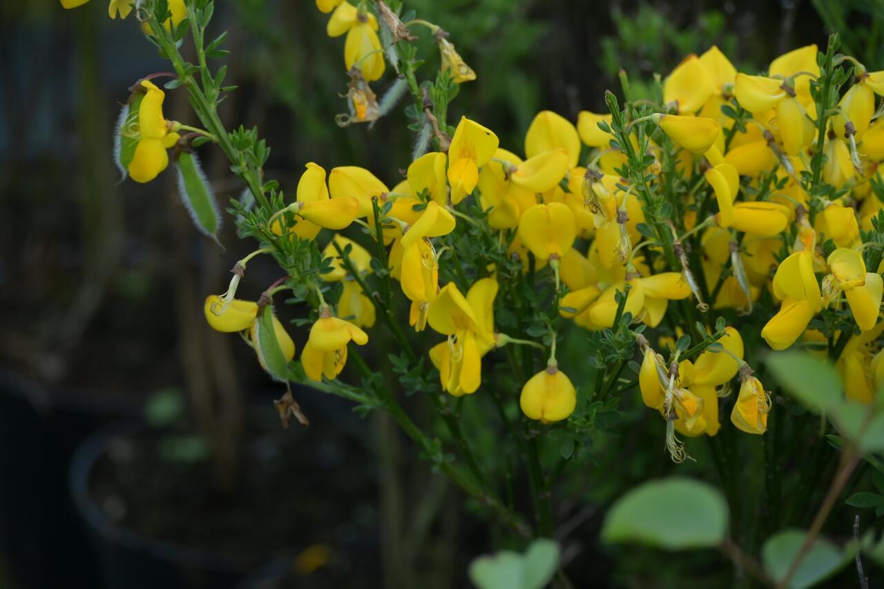 Janovec metlatý - Cytisus scoparius | Zahradnictví FLOS