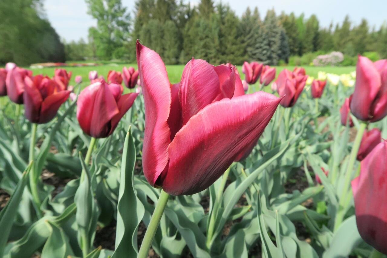 Tulipán Triumph 'Slawa' - Tulipa Triumph 'Slawa' | Zahradnictví FLOS