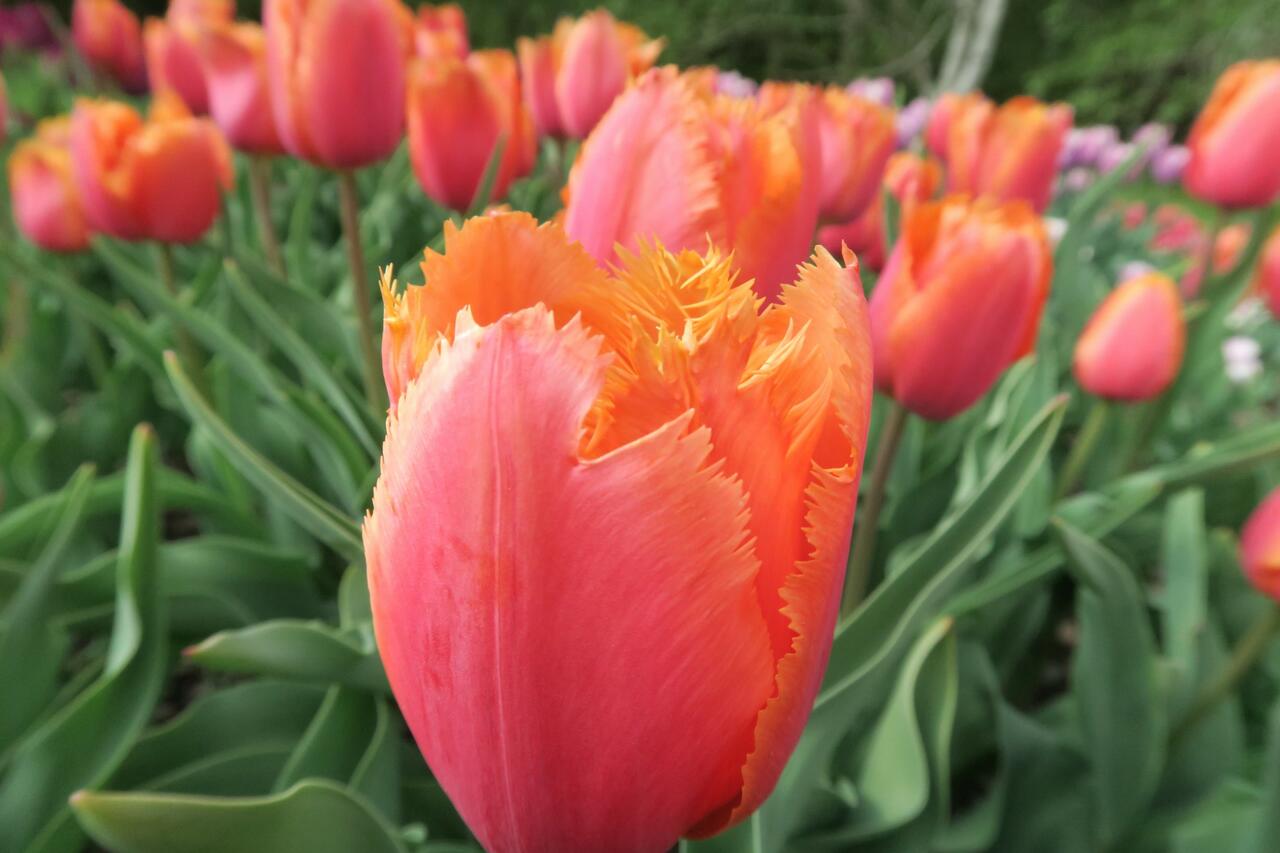 Tulipán 'Lambada' - Tulipa 'Lambada' | Zahradnictví FLOS