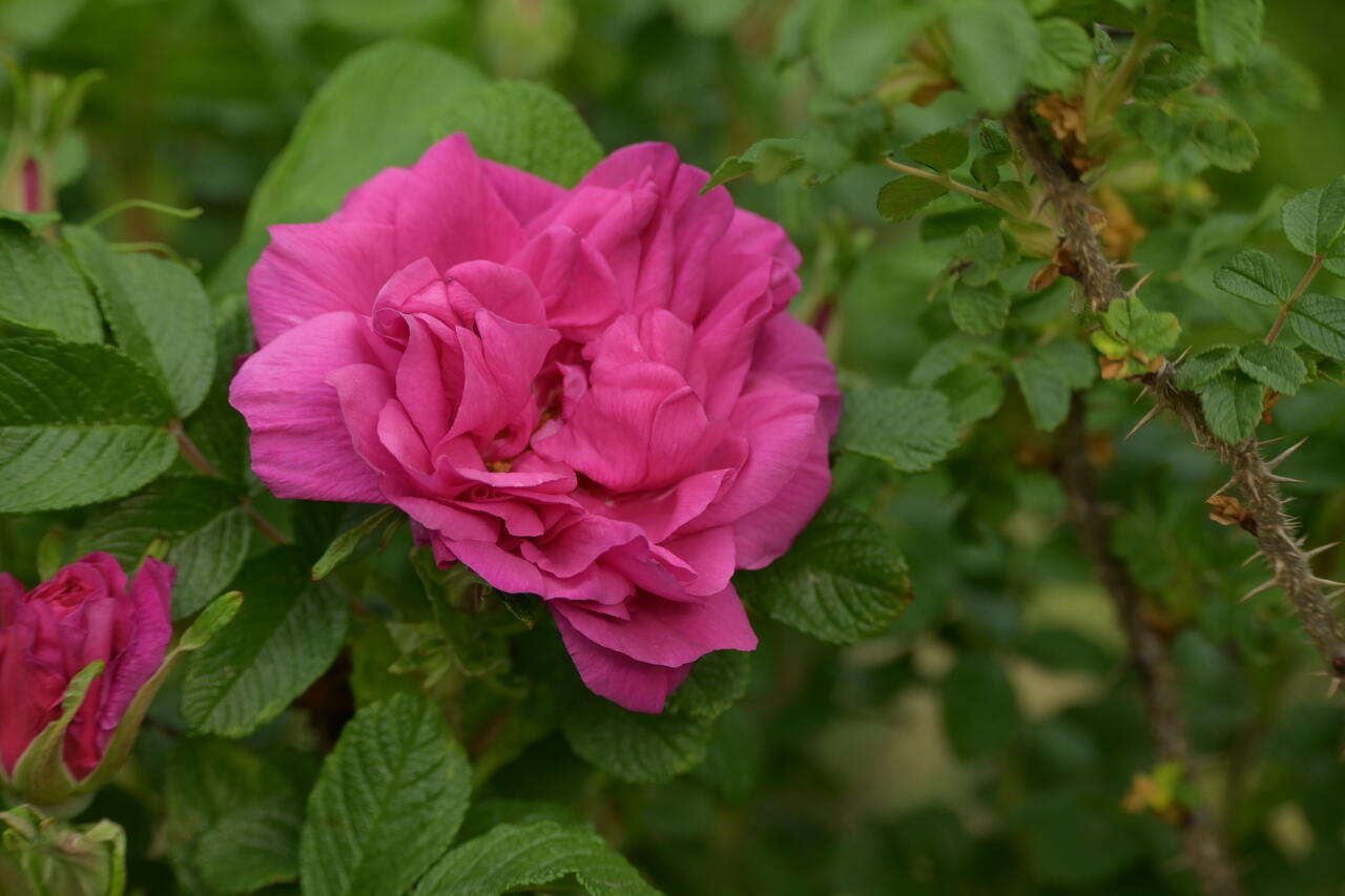 Růže svraskalá 'Hansa' - Rosa rugosa 'Hansa' | Zahradnictví FLOS