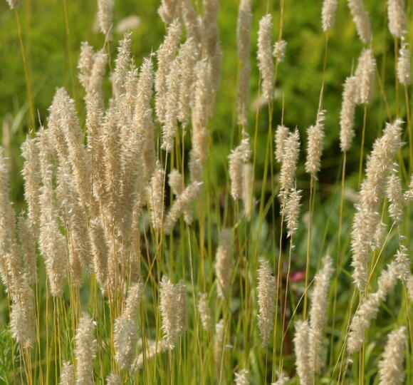 Lipnice luční - Poa pratensis | Zahradnictví FLOS