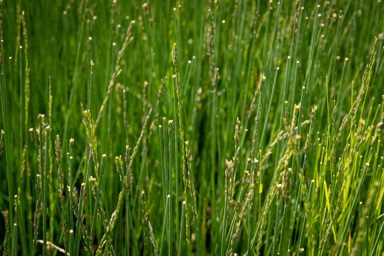 Bezkolenec modrý 'Overdam' - Molinia caerulea 'Overdam' | Zahradnictví FLOS